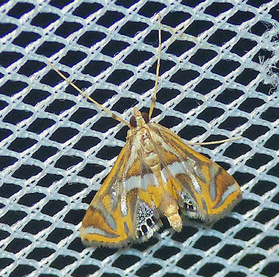 BunyipCo: Moth Night 2016