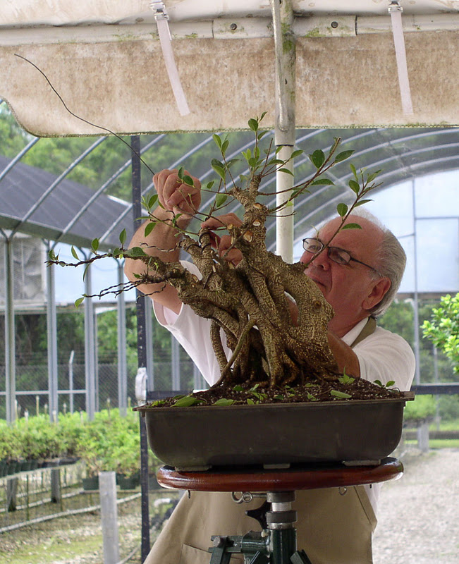 Florida Flowers and Gardens: The Bonsai Garden at Miami Tropical Bonsai ...