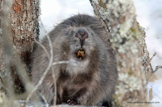 Beaver | Focusing on Wildlife