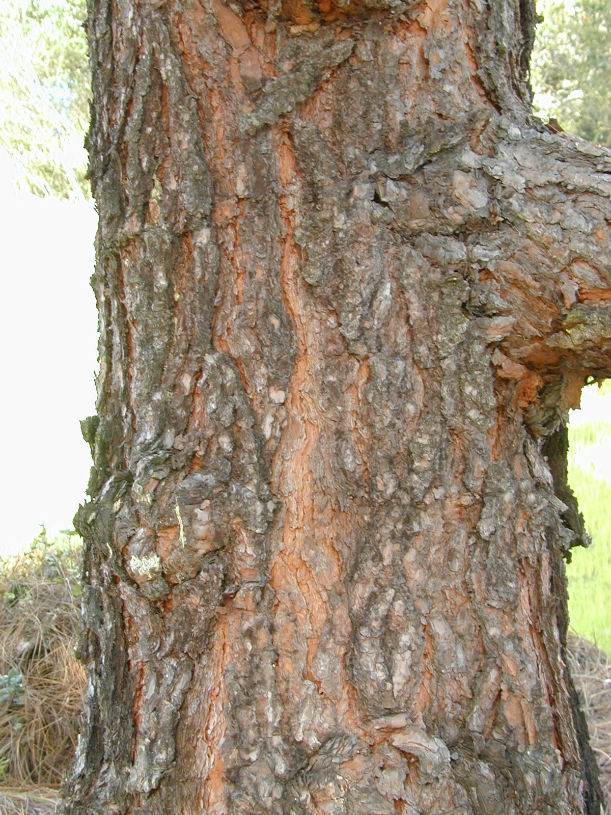 Trees of Santa Cruz County: Pinus canariensis - Canary Island Pine