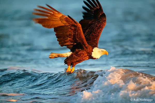 Rules of the Jungle: Is eagle vision real?