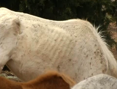 Four legged friends (and enemies): Oklahoma: Carolyn Vaughn arrested in ...