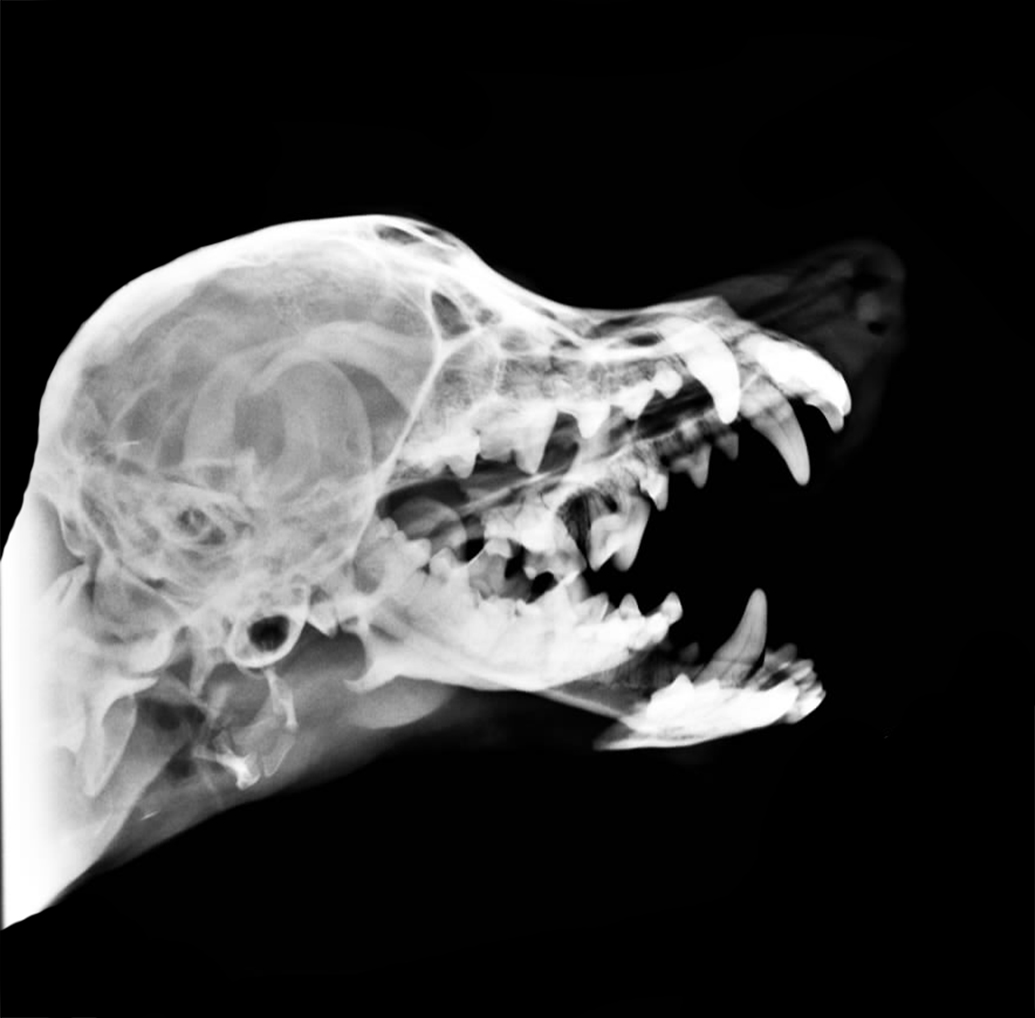 ARTROVET: Fractura de mandíbula