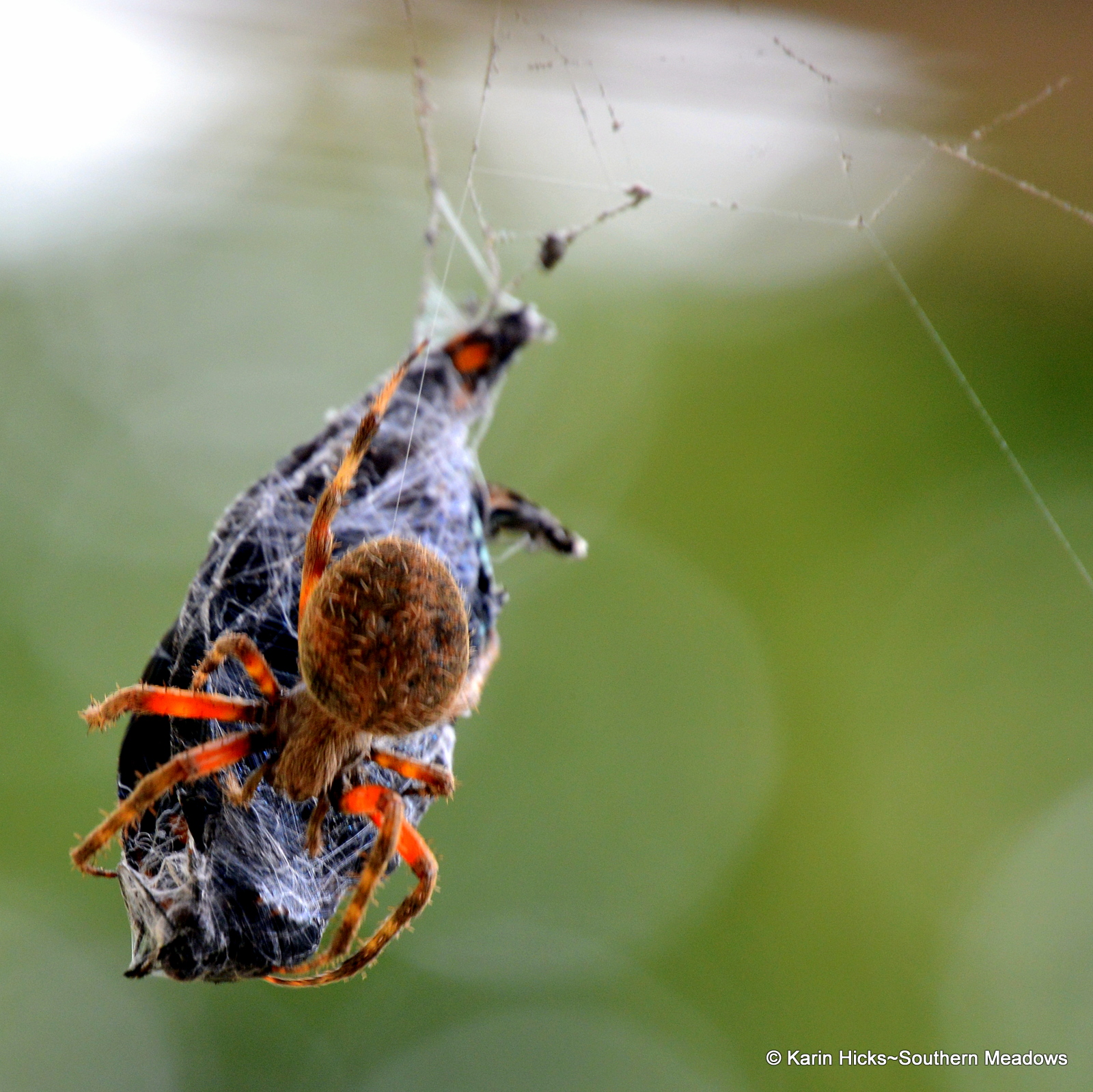 Orb Weaver Spiders