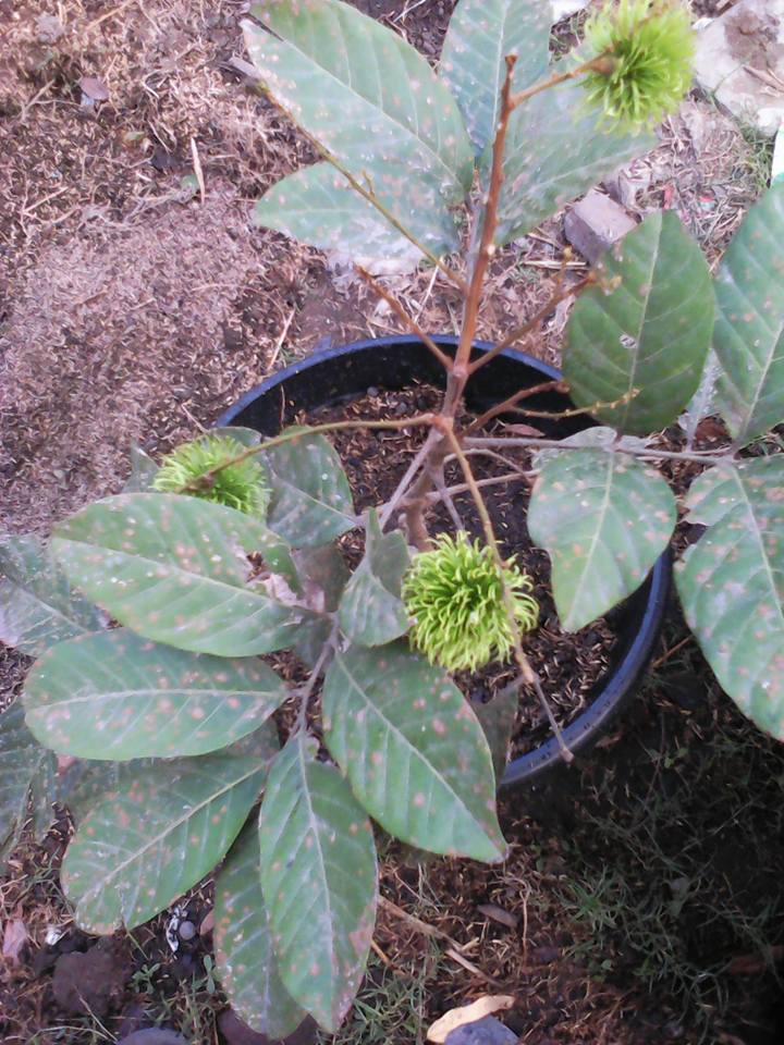 tanaman impian: Begini Cara Membuat Tabulampot Rambutan Supaya Cepat ...
