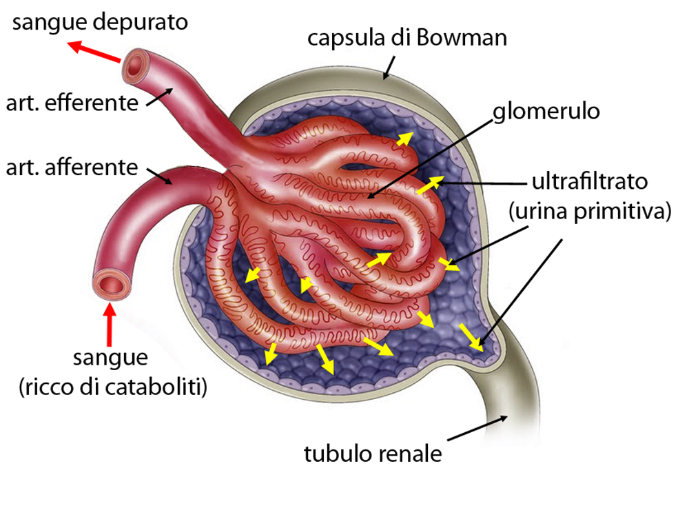 HOW TO DRAW THE #MALPIGHIAN CORPUSCLE: HUMAN PHYSIOLOGY: CHAPTER 19