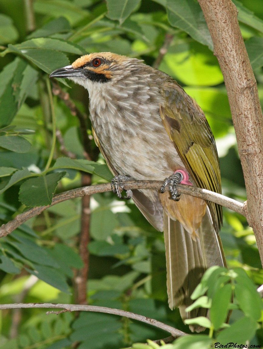 Burung Cucak Rawa - Straw-headed Bulbul (Pycnonotus zeylanicus) - Ryan ...