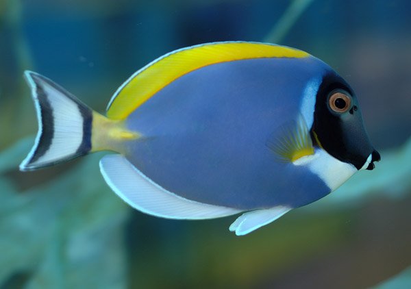 The Magic of Saltwater Fish: Powder Blue Tang