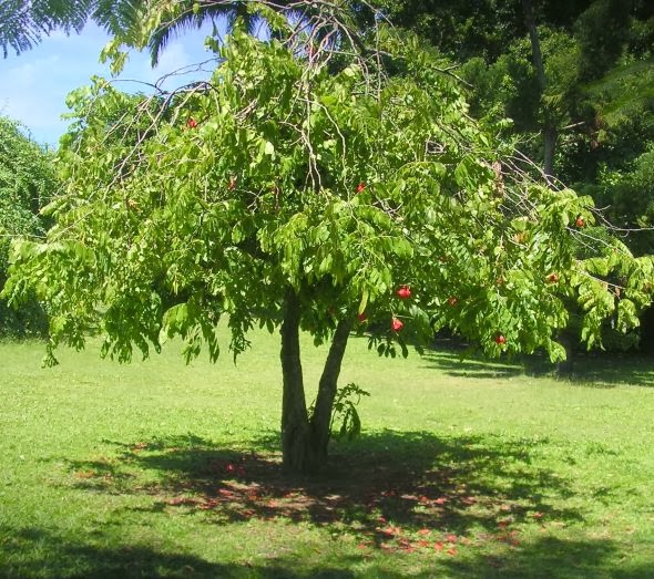 WALK IN GREENS: Brownea coccinea