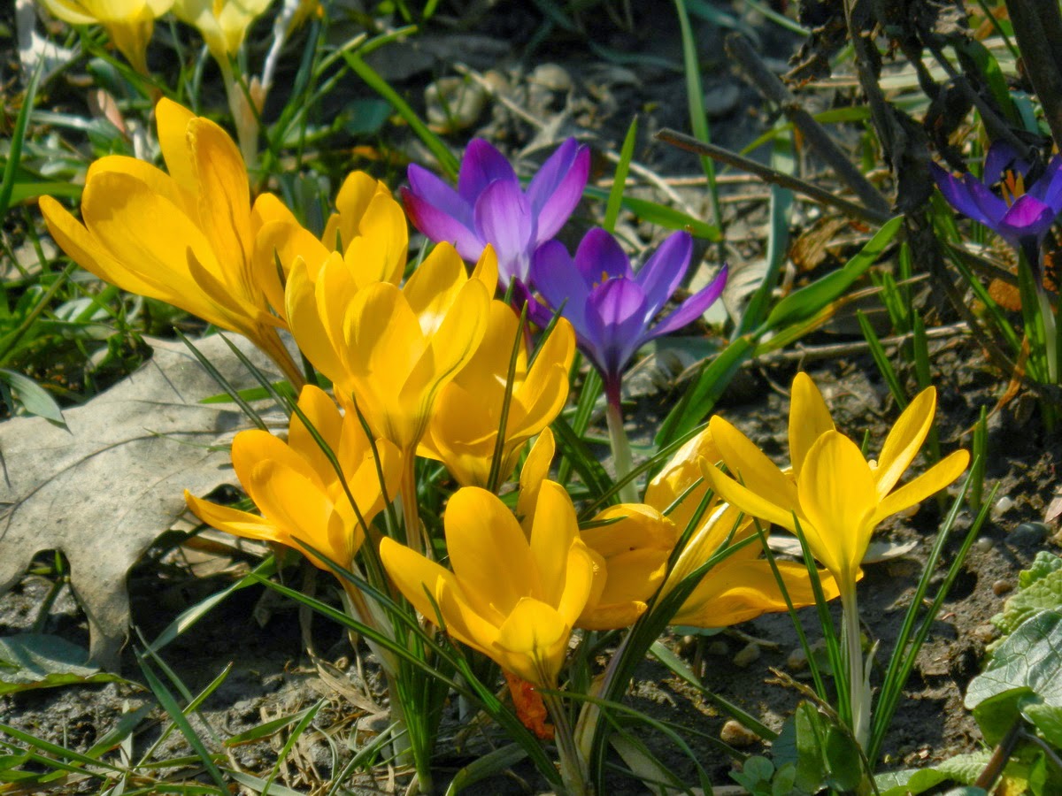 LA MULTI ANI, ROMANIA!: Branduse