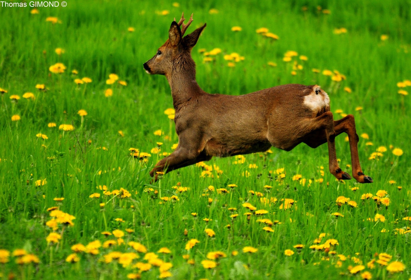 Thomas Gimond wildlife photography: Chevreuil - Capreolus capreolus