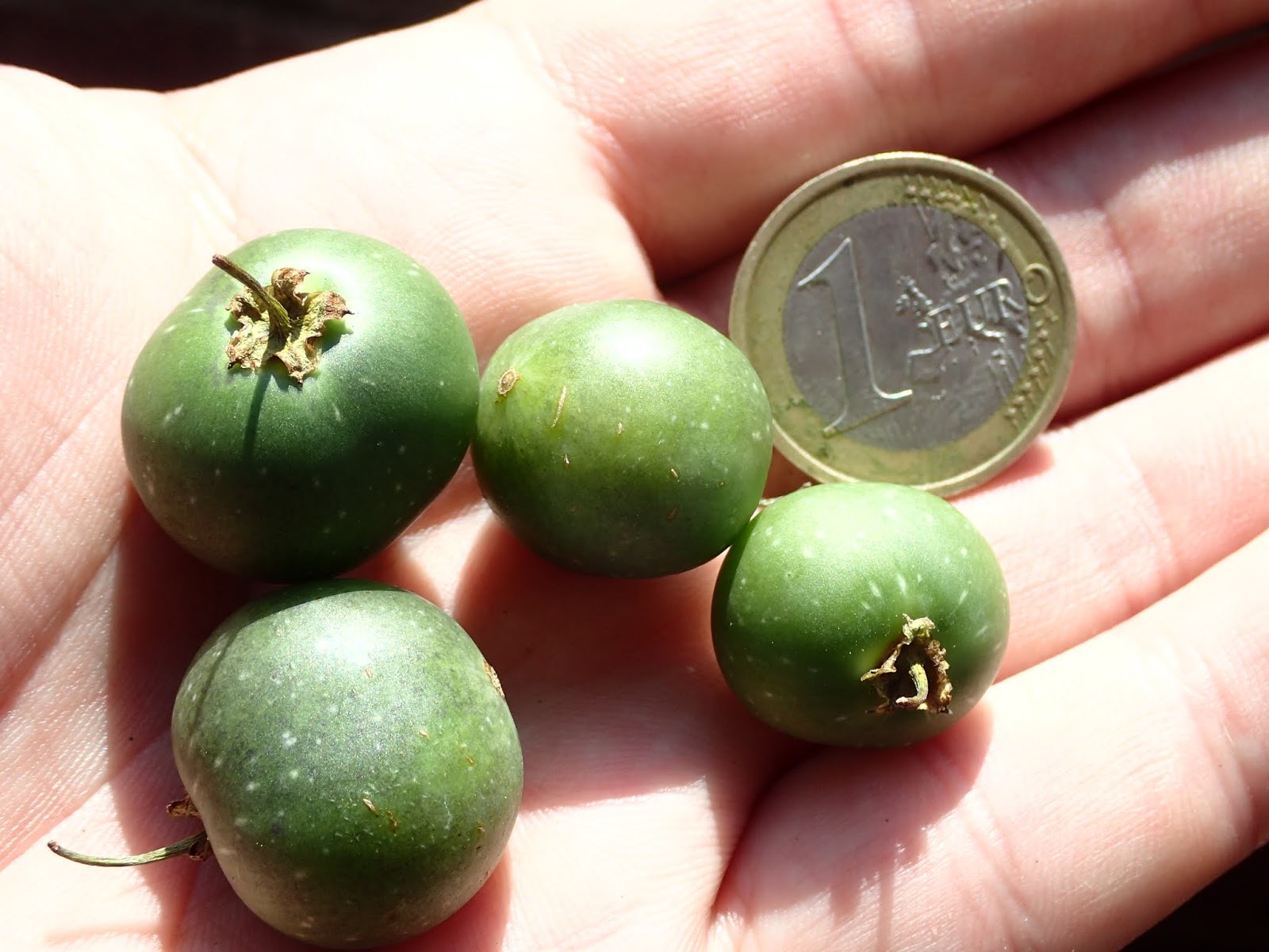 Scirpidiella's Plants: Wild potato species (Solanum sect. Petota) - part II