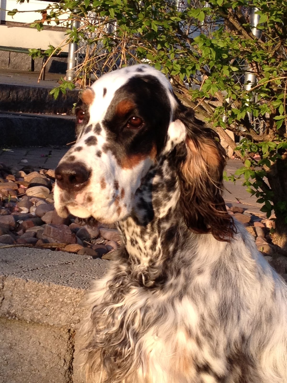 Linwood English Setters: September 2013
