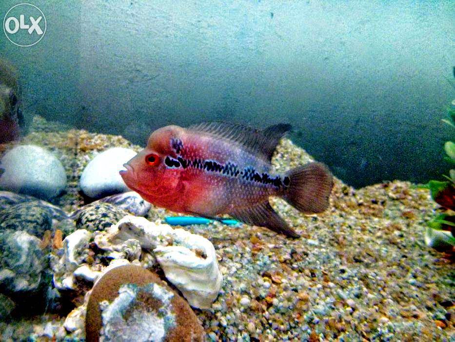 FLOWERHORN FISH photos - wallpapers (ανανεωμένο) | the fun bank