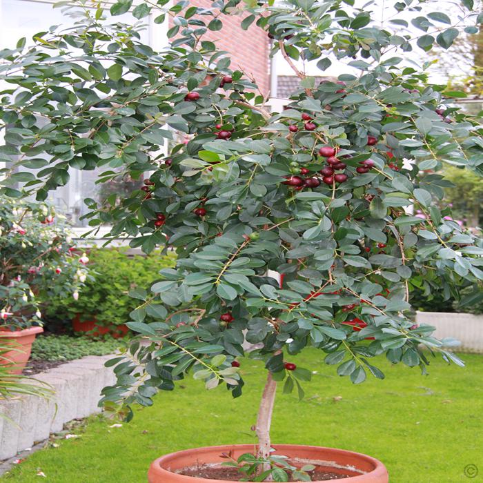 elarbolmiamigo-encinarosa: Psidium cattleianum – Guayabo peruano ...