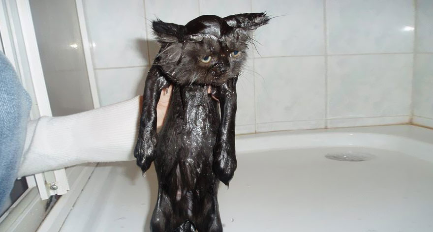 Highly simple wet cat meme - PHLEK ! PHLEK