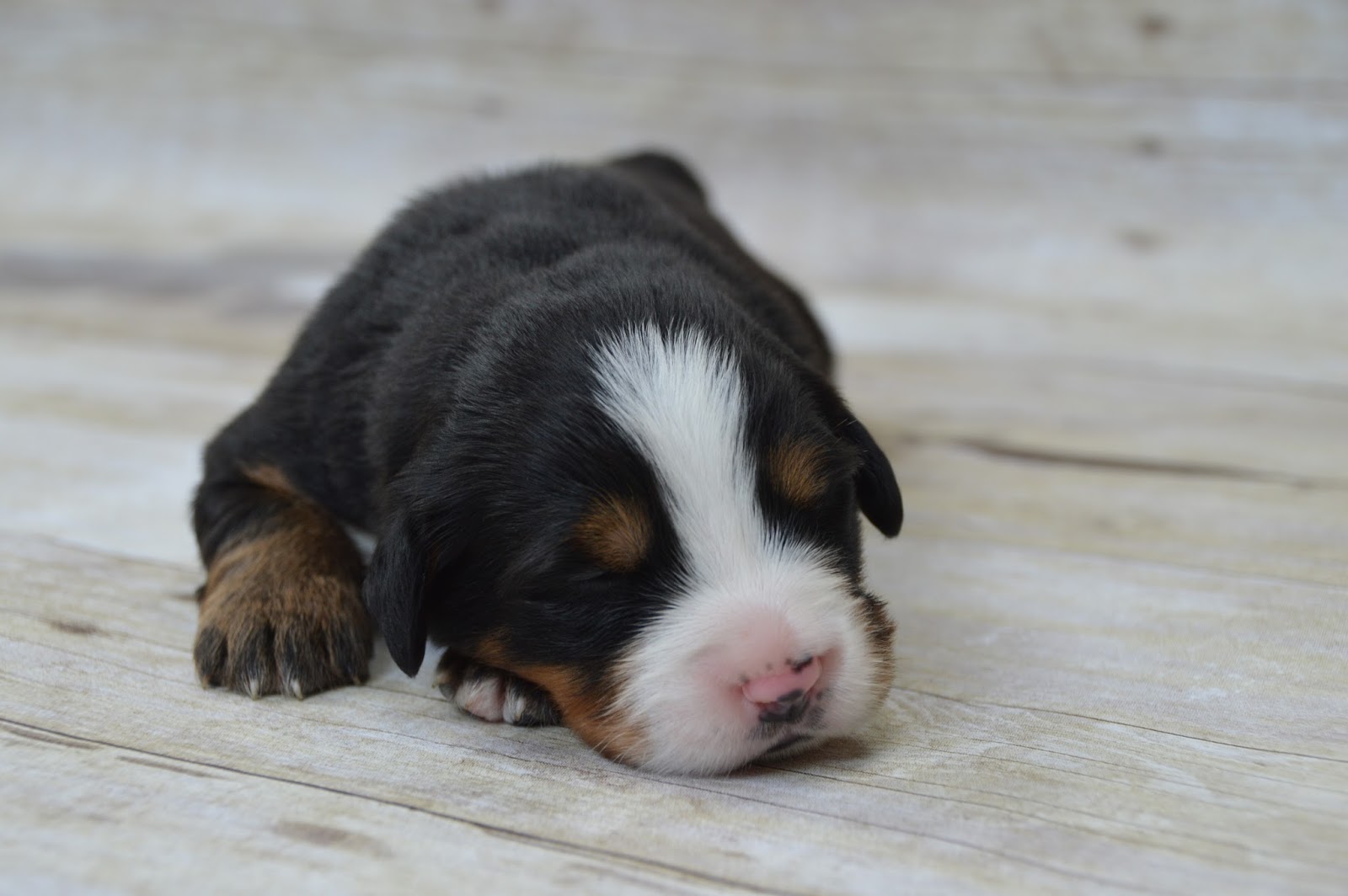 Bucks County Bernese: Photos