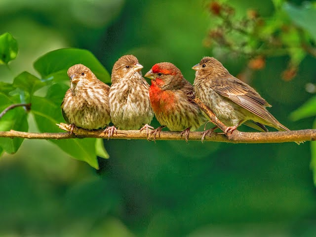 Imagen de pajaritos - Imagui