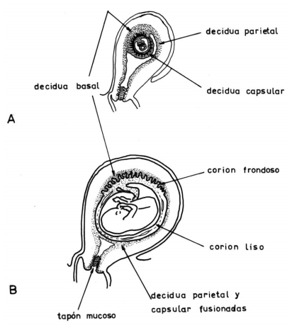 Embriología 1PM1: abril 2014