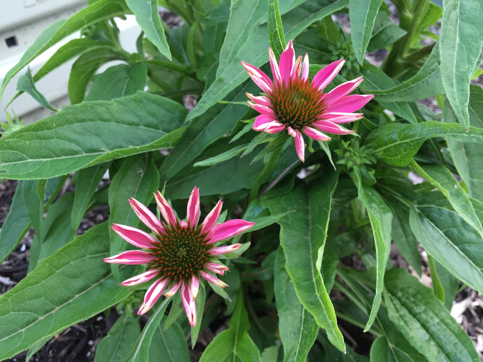 Expecting Blooms on Bloom Day [Backyard Neophyte Landscaping Blog]