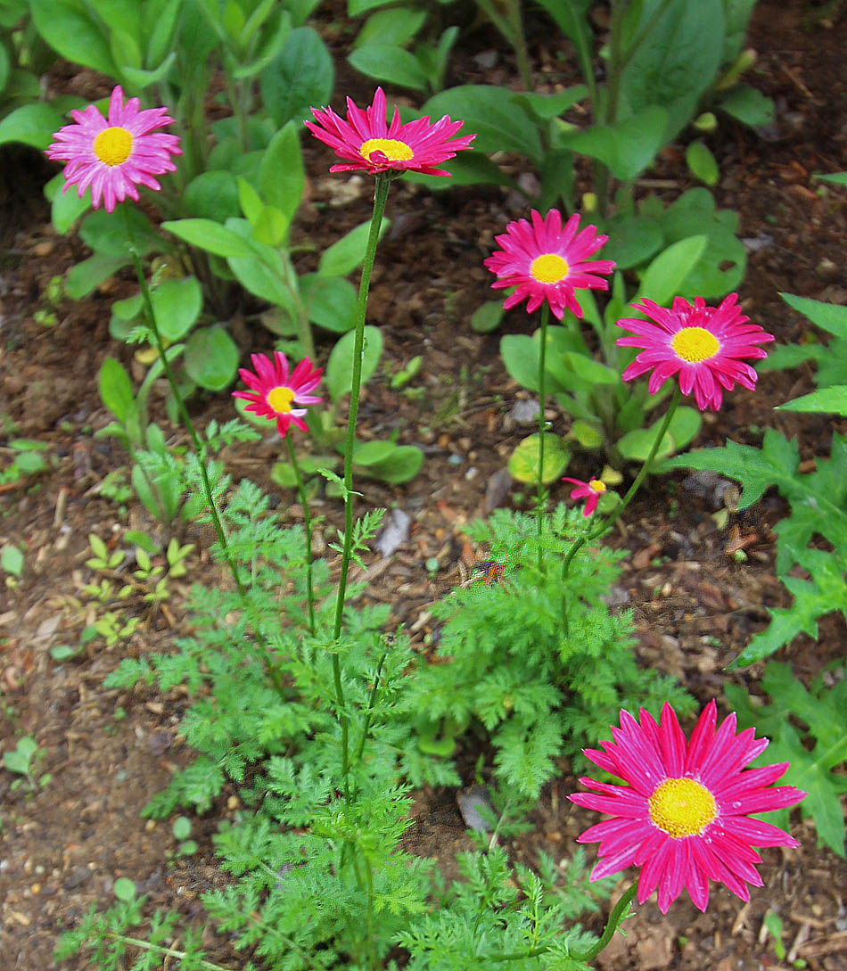 A Leafy Indulgence: That Supposed to Be Red