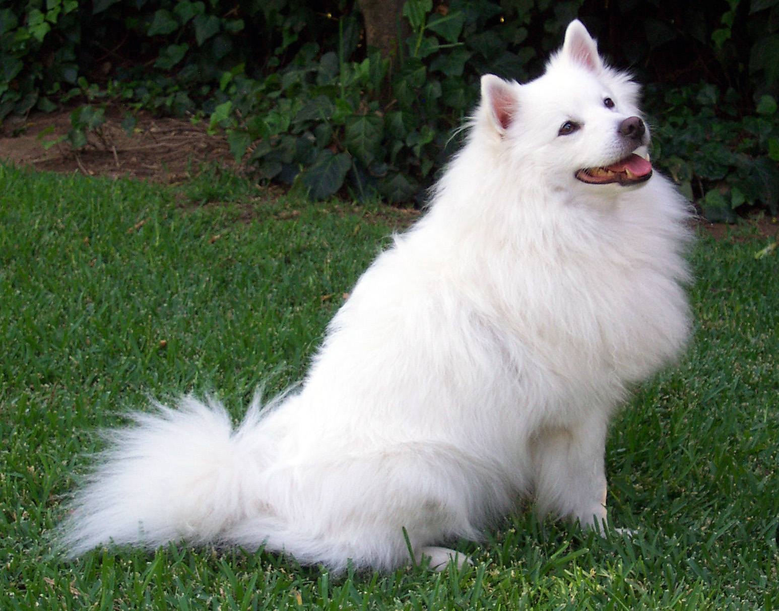 American Eskimo Dog - MY PETS