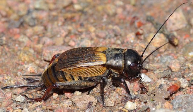 Mundo animal: Animais do nosso jardim...
