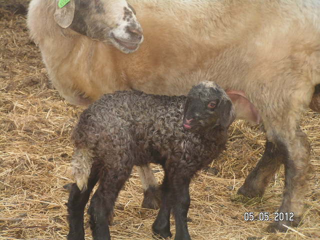 Ewespun Fiber Mill at Old Man Wool Farm: Karakul Sheep