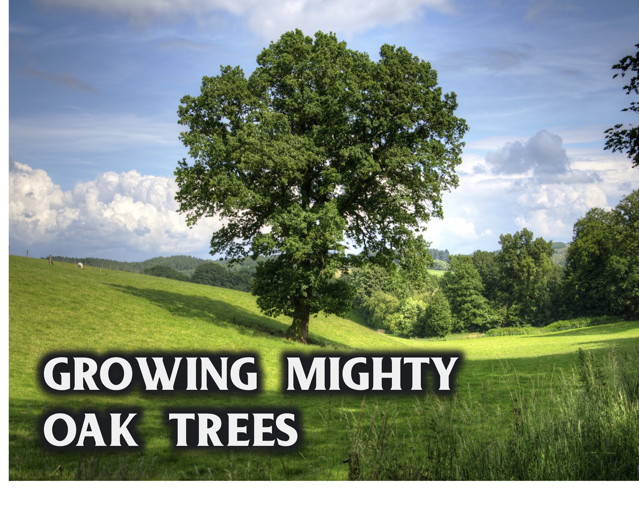 Growing Mighty Oak Trees ~ RELEVANT CHILDREN'S MINISTRY