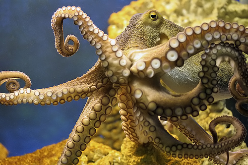 American E-Store: Octopus ..Eight Legs .. Thousands Eggs.