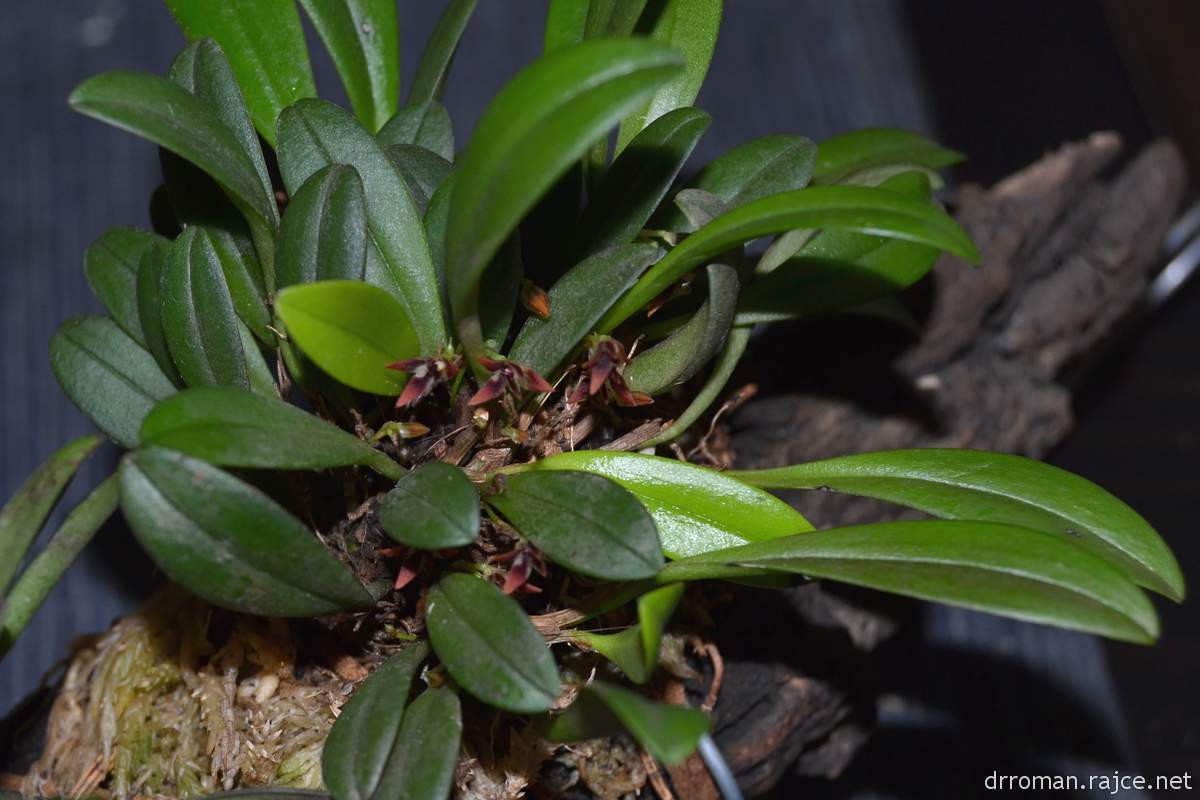 Anathallis funerea care and culture | Travaldo's blog