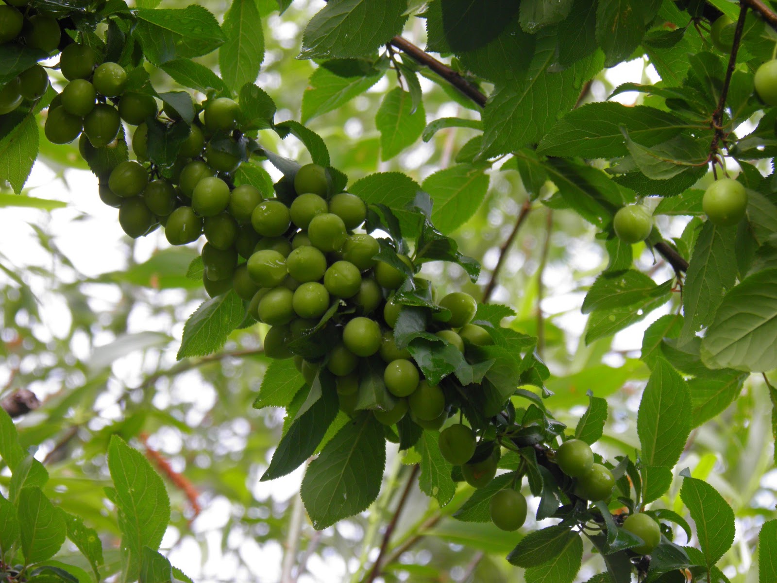 PASARI DIN ROMANIA: CODROS DE PADURE (2), Phoenicurus phoenicurus