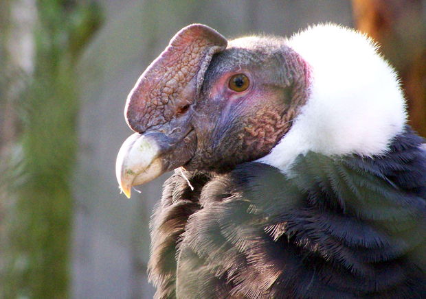 Curimentero: Mundo Curioso: Cóndor (Vultur gryphus).