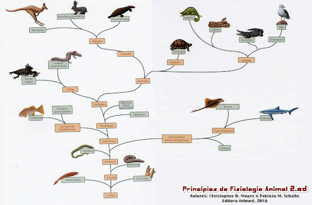 Bio Lounge: CORDADOS - Esquema