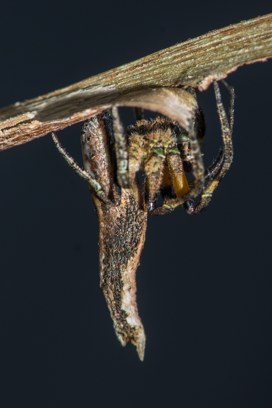 Real Monstrosities: Poltys