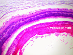 Microscope World Blog: Retina under the Microscope