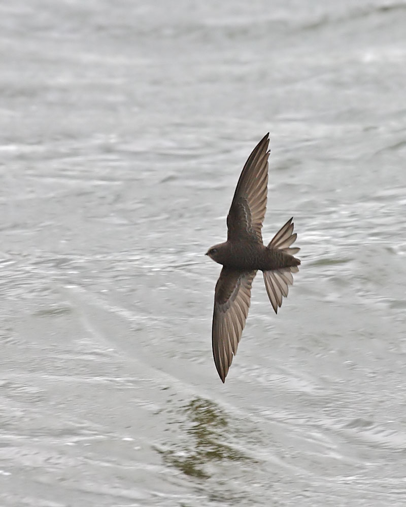 Greenview: 10 awesome animals you may not know much about (Part 2)