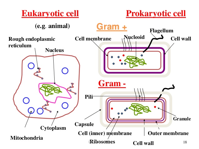 E-diary for BMY 1418: Intracellular Structures of Prokaryotes.