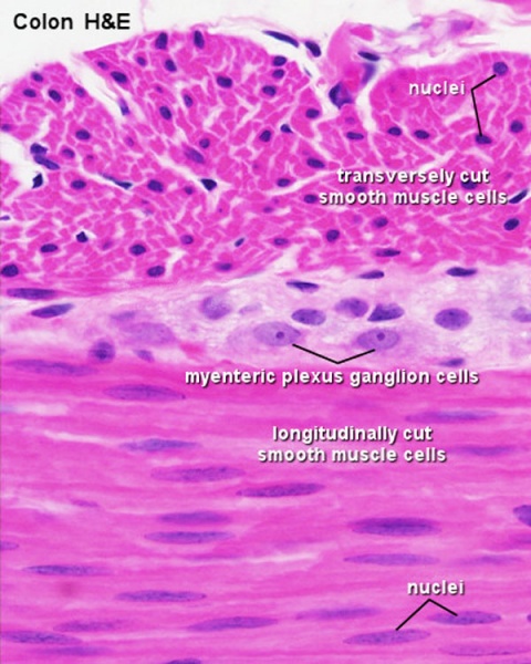 Histología en Imágenes : TEJIDO MUSCULAR LISO