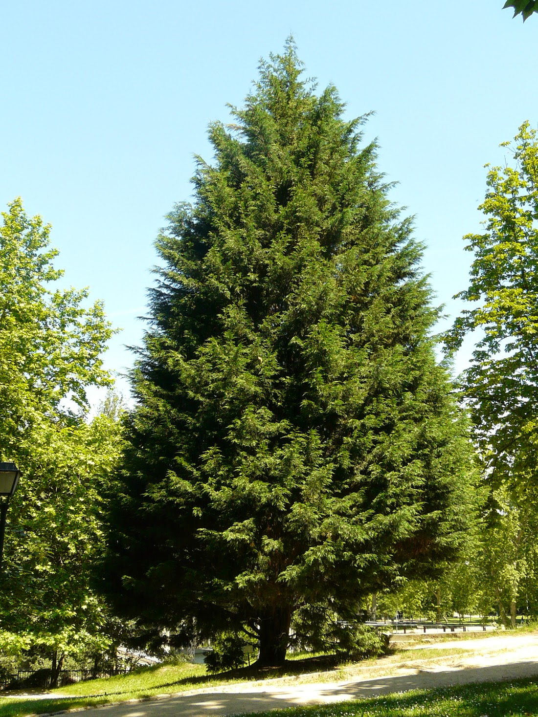 Árboles singulares de Cantabria