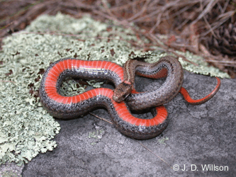 Our Beautiful World: Beautiful red snakes