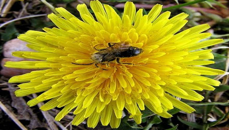 Ταραξάκο: Ένα βότανο υπερτροφή – Ανοπαία ατραπός