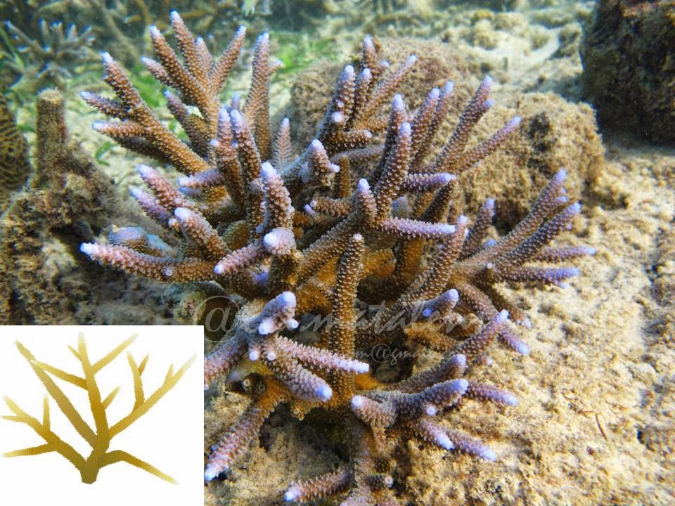 Pamacca: Bentuk Pertumbuhan Karang