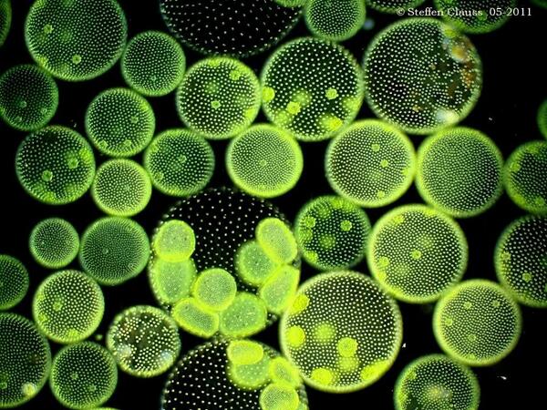 bambang wahyudi: CHLOROPHYTA (CHLOROPHYCEAE) GREEN ALGAE