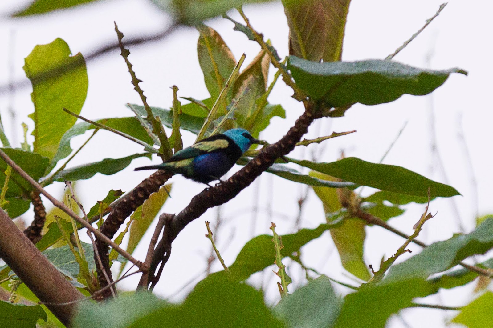 Avistamientos en La Vega (Cundinamarca - Colombia)