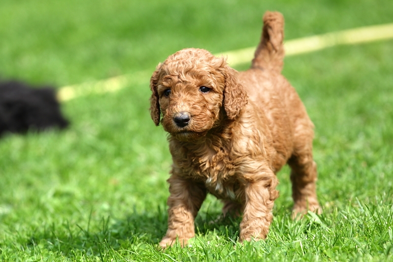Königspudel vom Herzogshut: Welpen
