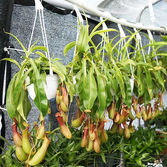 Tips Untuk Merawat Kantong Semar Agar Mampu Berkembang Baik - Ayo Bertani