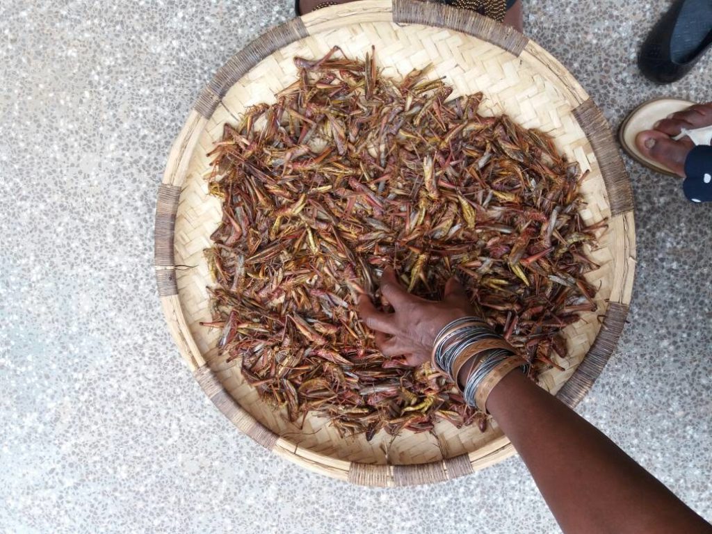 The Only Truth: Nutritious edible insects in South Africa should boost ...