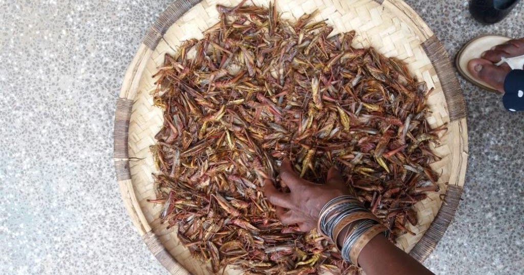 The Only Truth: Nutritious edible insects in South Africa should boost ...