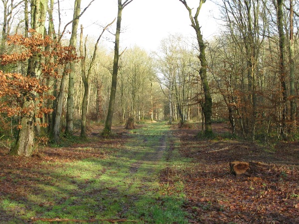 Plovers Blog: Dering Wood